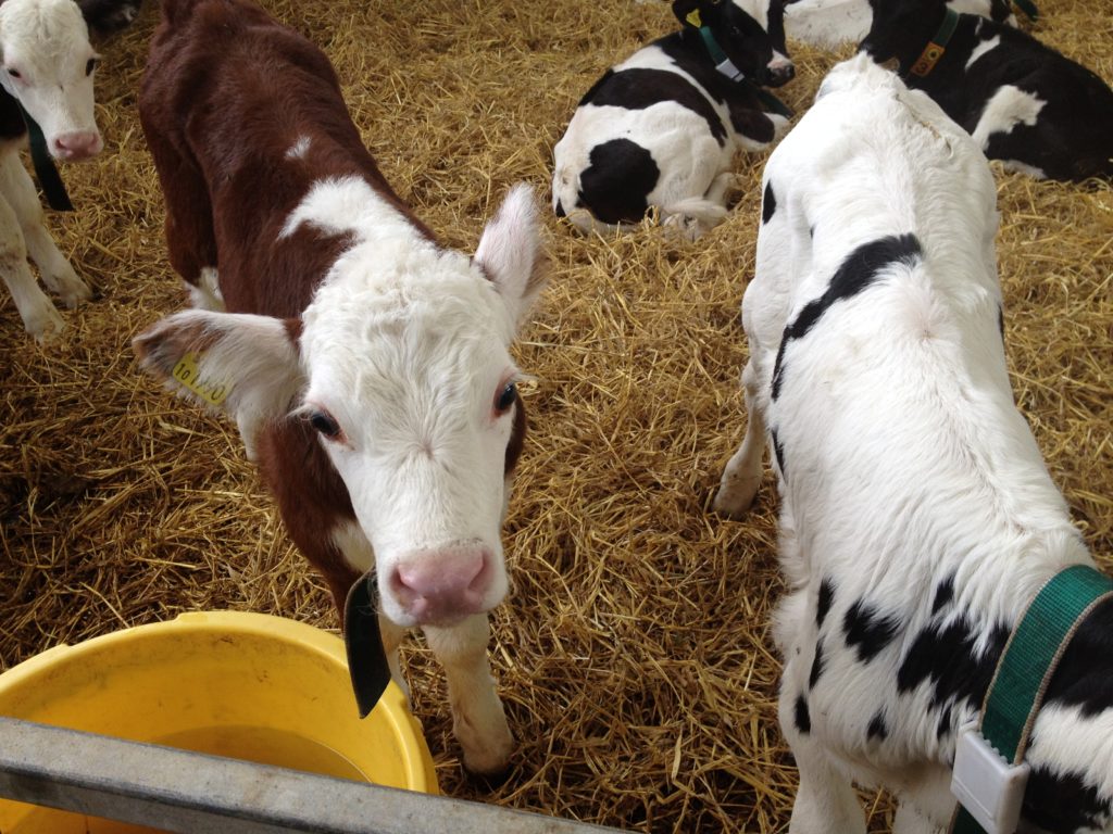 Youngstock Rearing Costs - Shop - Kingshay