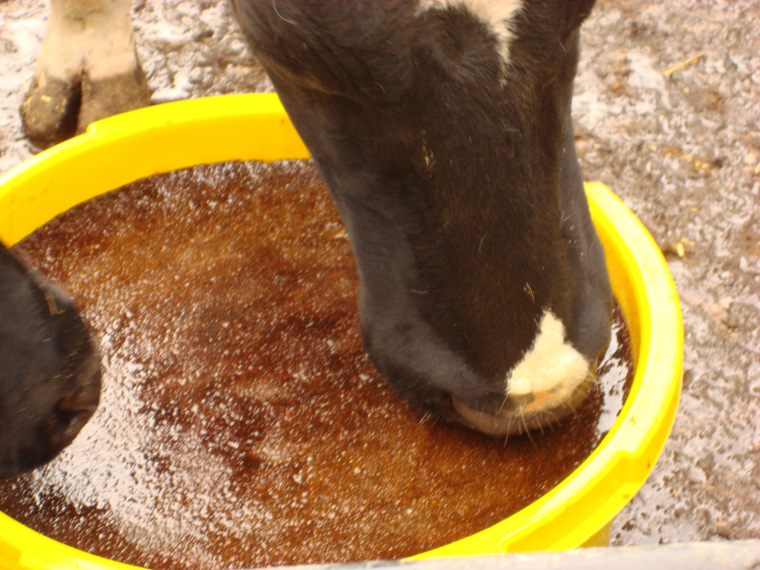 Trace Minerals - Shop - Kingshay