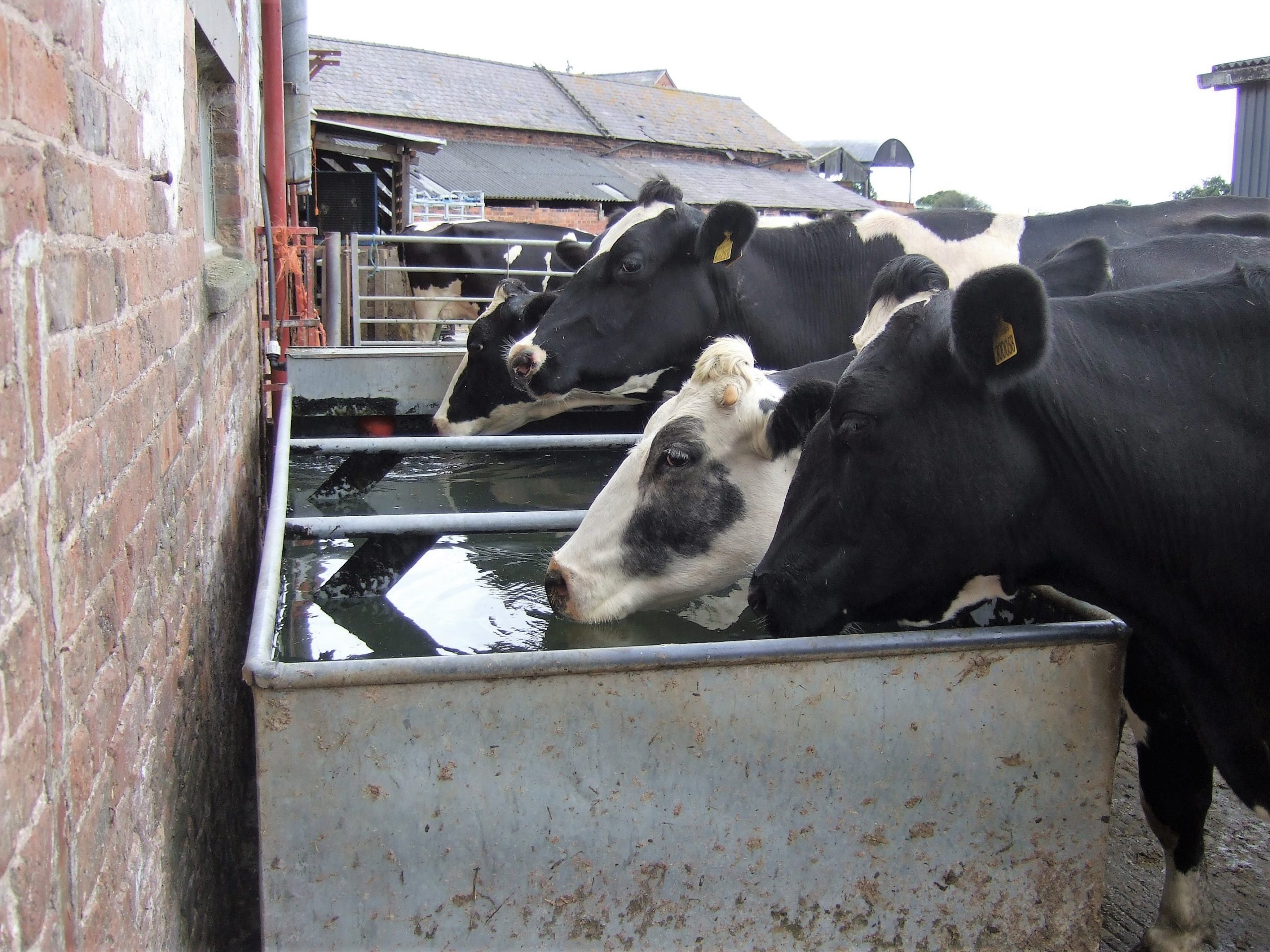 Livestock Drinking Water Guidance at Phillip Dorsey blog