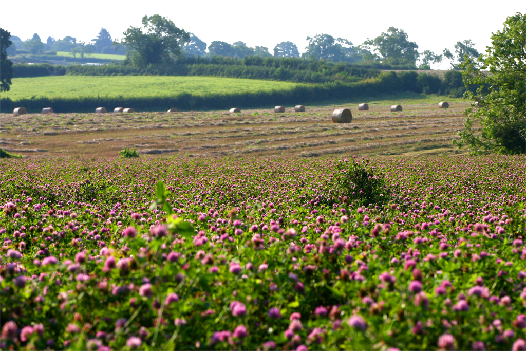 Red Clover Monoculture - Kingshay