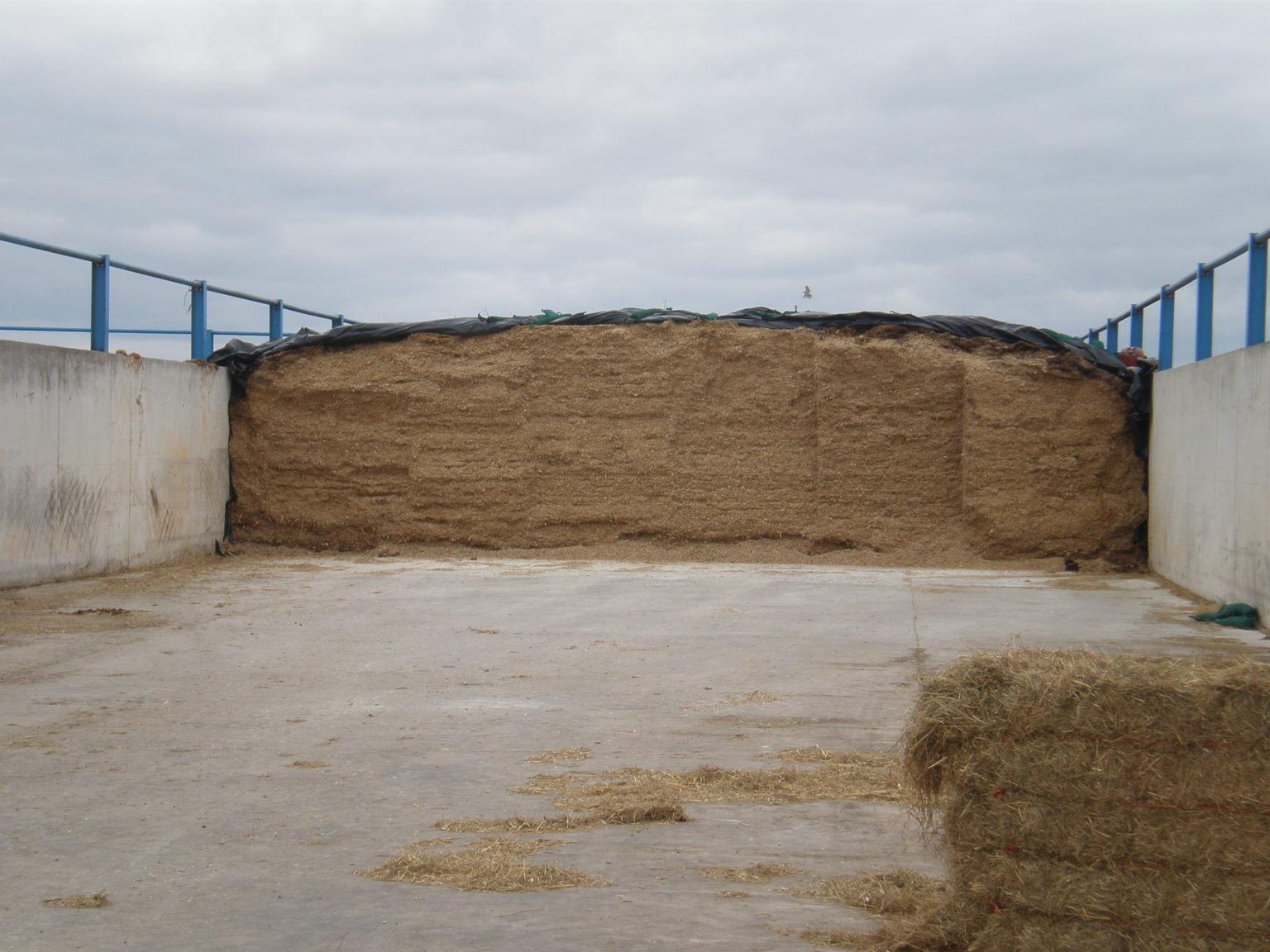 Kingshay Silage Analysis