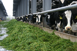 Kingshay Zero Grazing